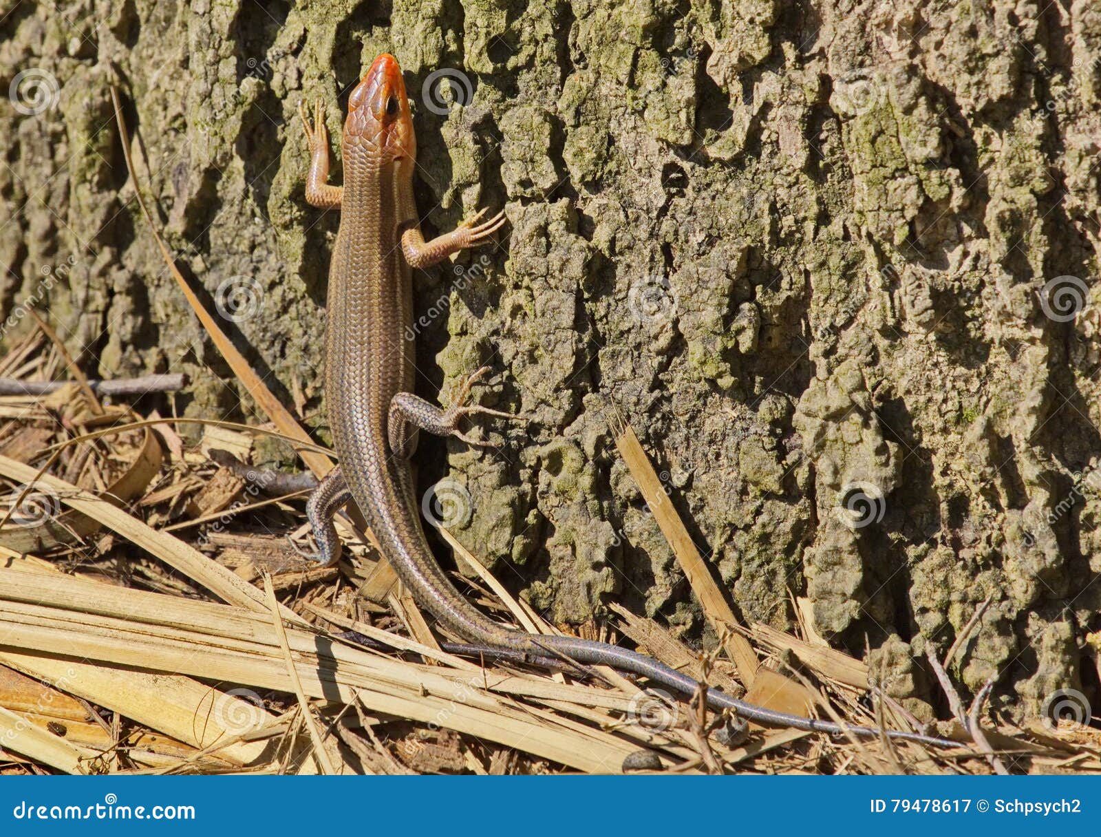 Broad Head skink Lizard stock image. Image of broad, lined - 79478617