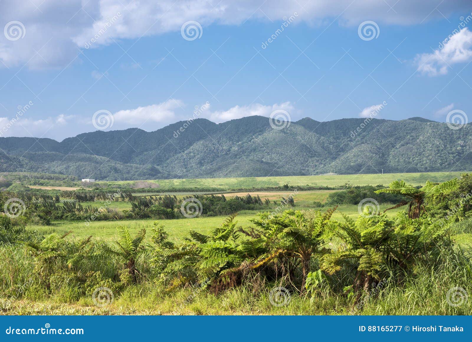 Lined spiny tree ferns stock image. Image of nature, leaf - 88165277