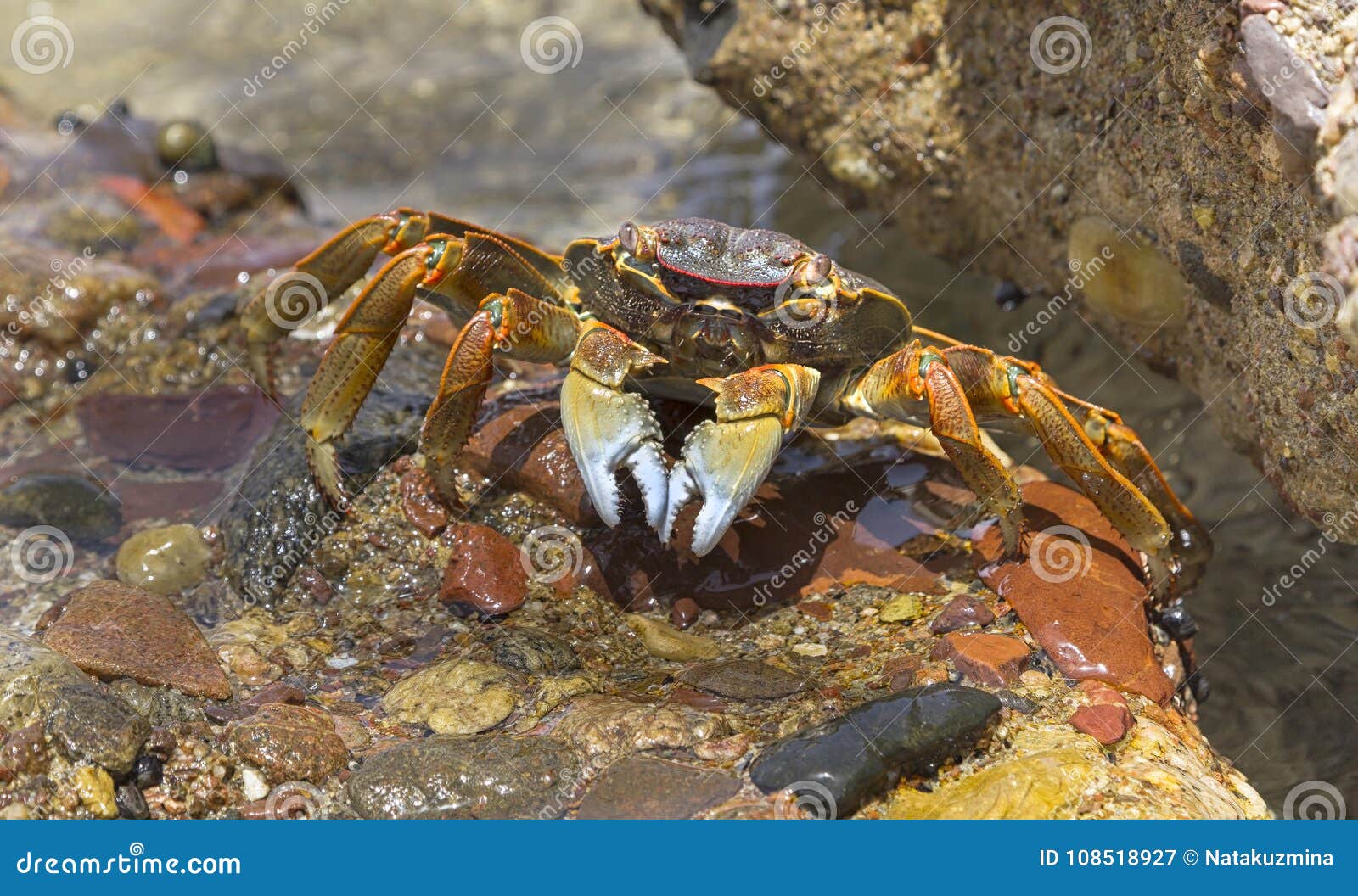 Lined striped shore crab stock image. Image of legs - 108518927