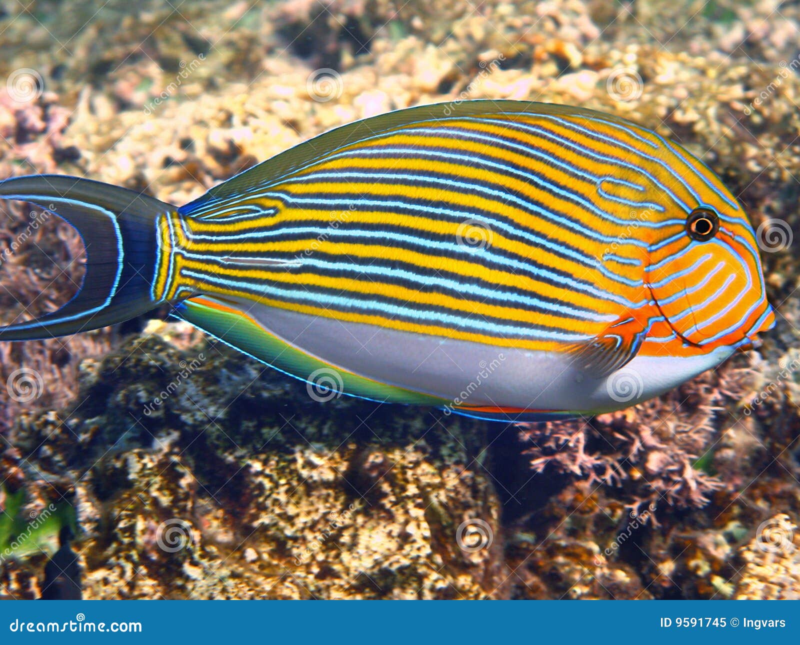 Lined surgeonfish stock image. Image of fiji, great, lined - 9591745