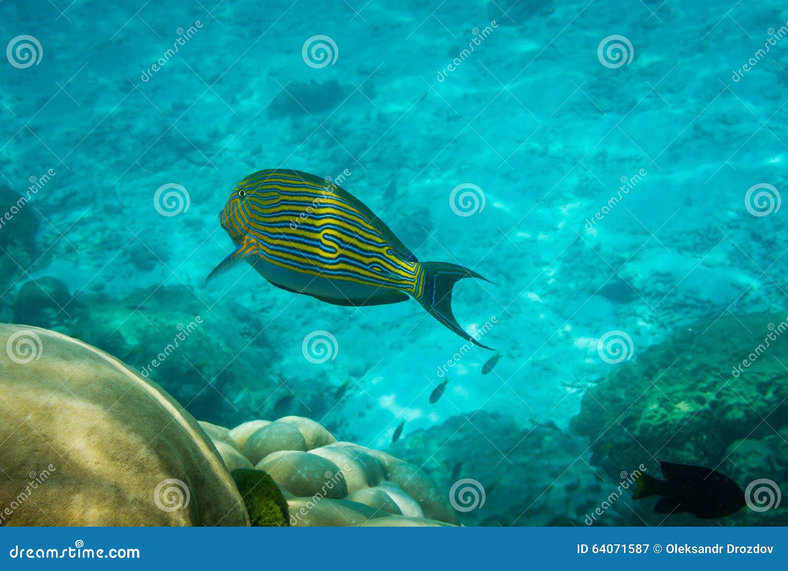 Lined surgeonfish stock image. Image of climate, lineatus - 64071587