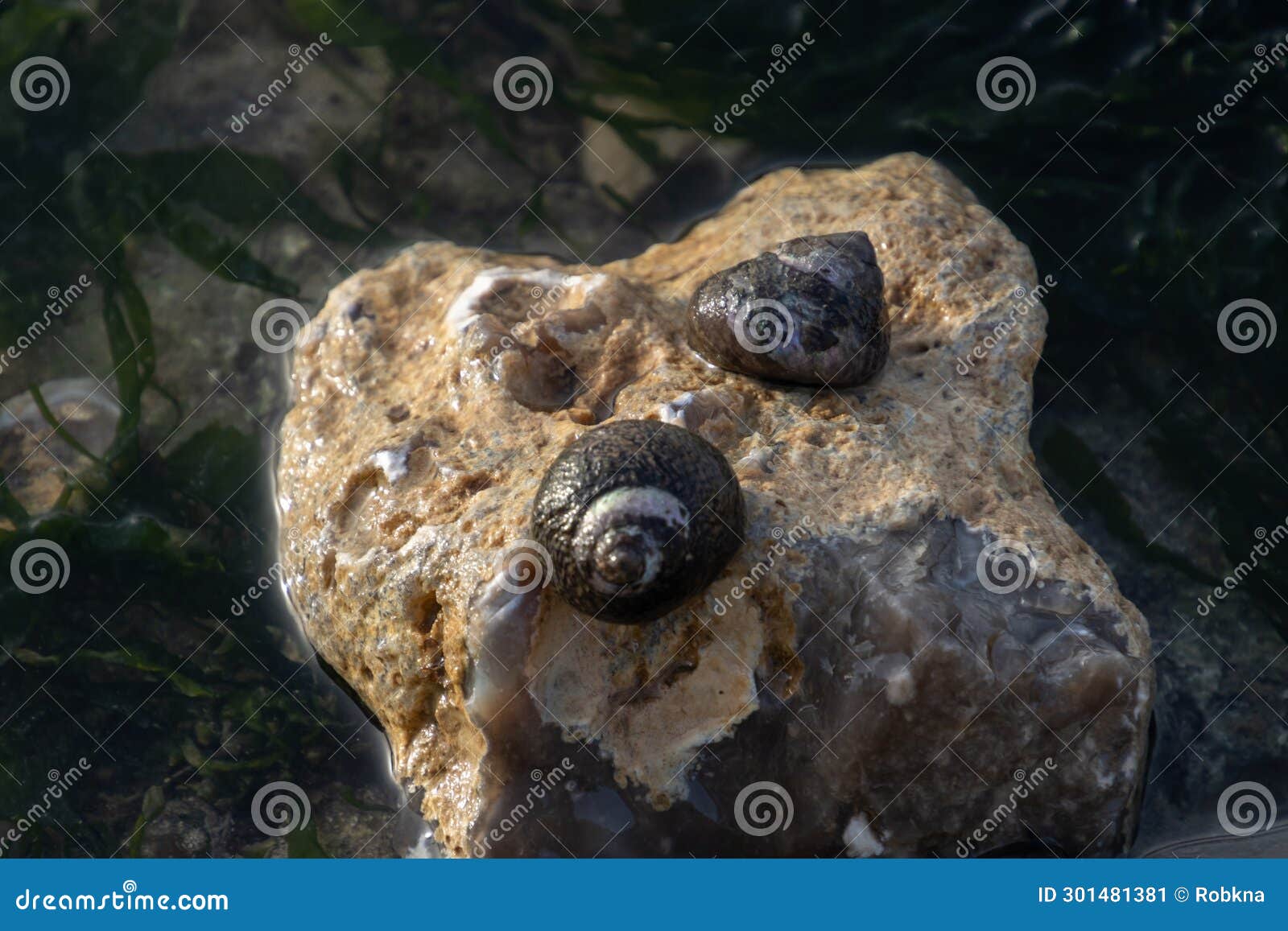 Lined Top Shells on a Rock, Also Called Phorcus Lineatus Stock Image ...