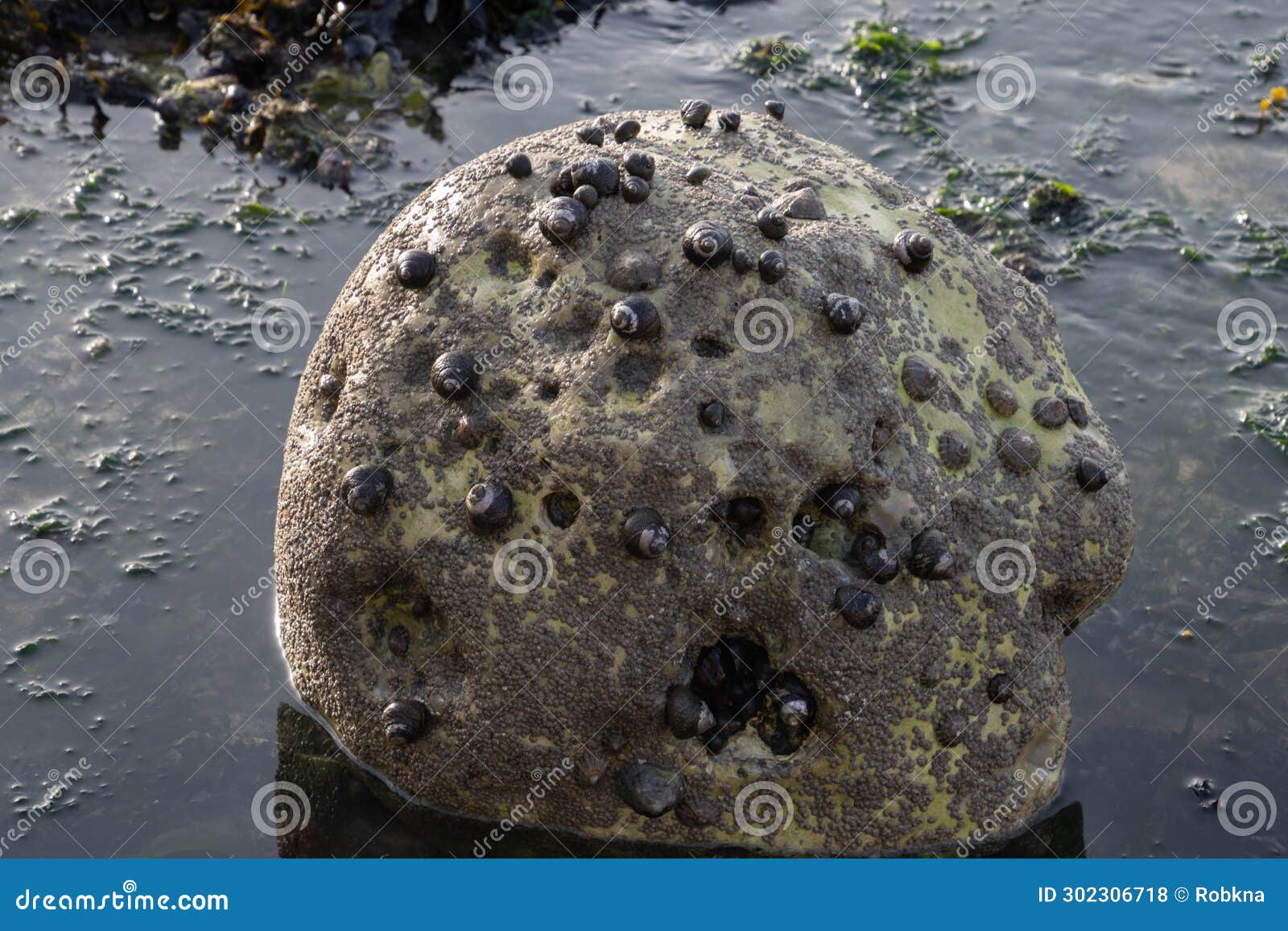 Lined Top Shells on a Rock, Also Called Phorcus Lineatus Stock Photo ...