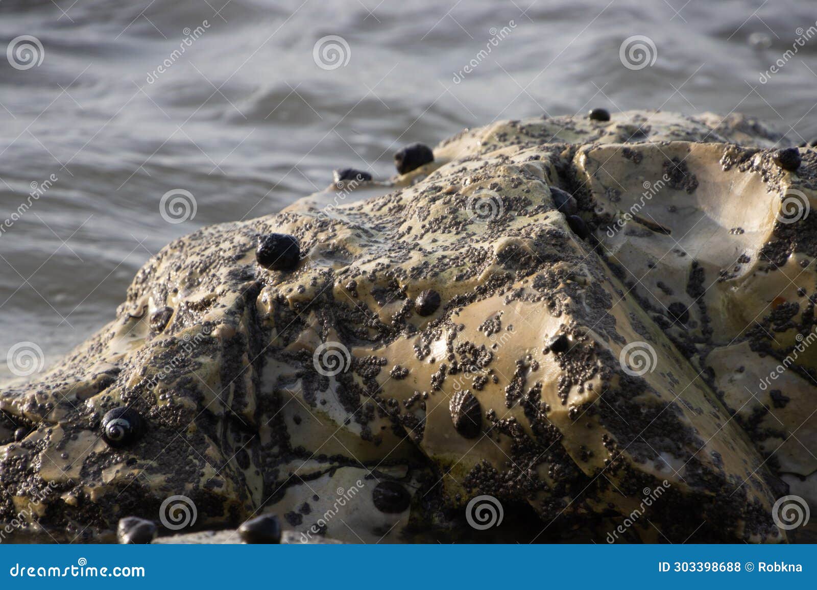 Lined Top Shells on a Rock, Also Called Phorcus Lineatus Stock Photo ...