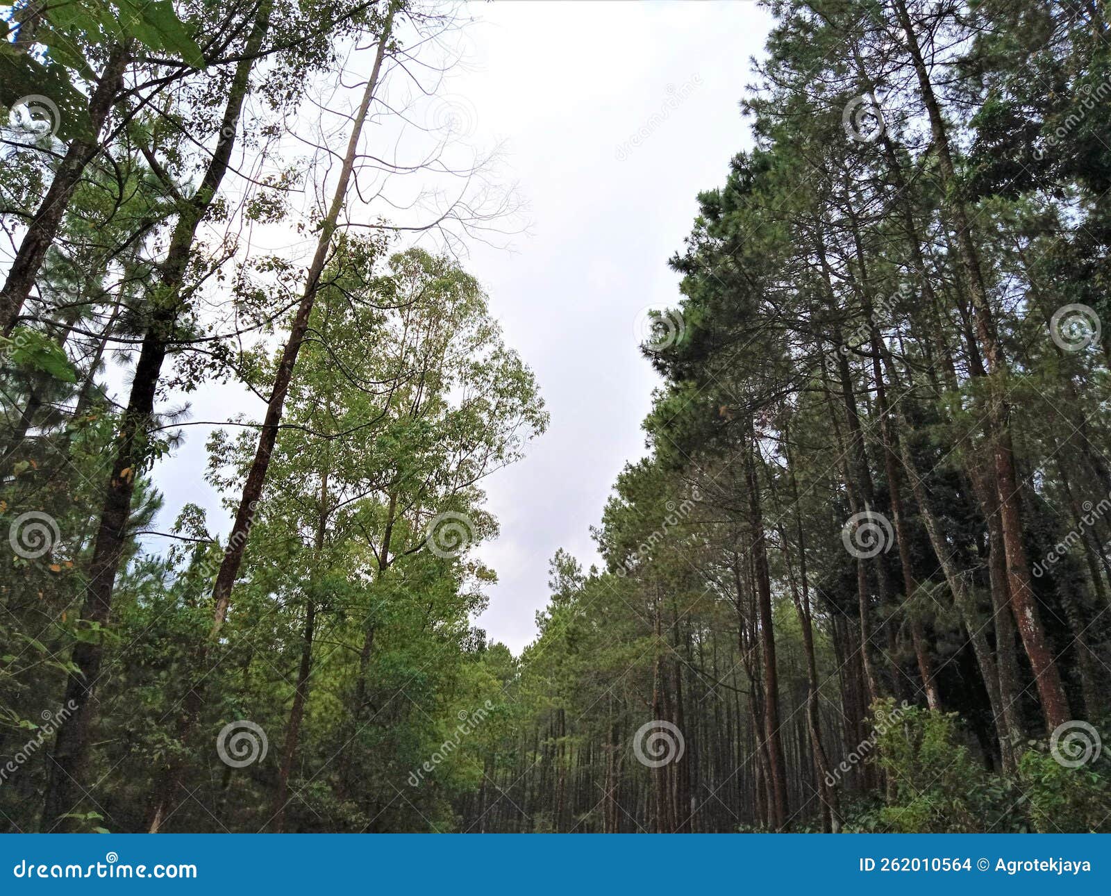 Lined Trees that Stretch in the Forest Stock Photo - Image of ...