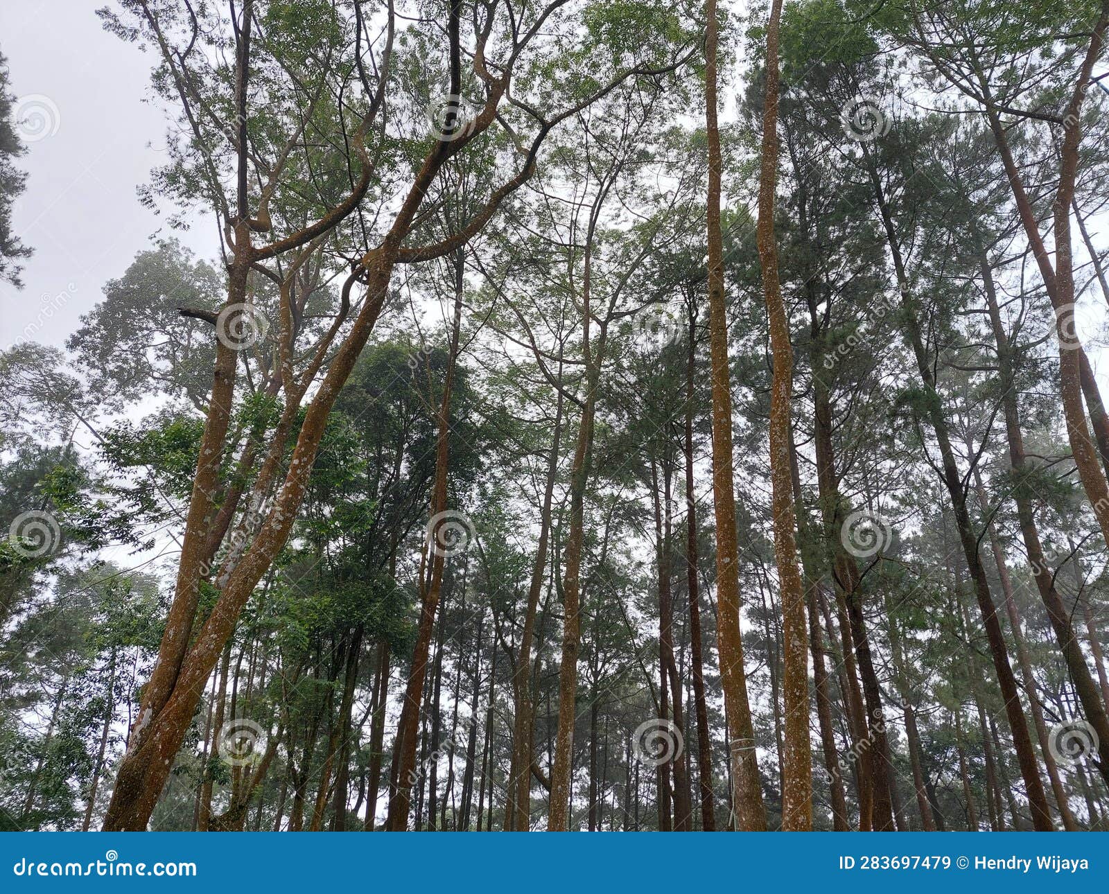 The Lined Up Trees in the Forest of Mega Mendung Stock Image - Image of ...