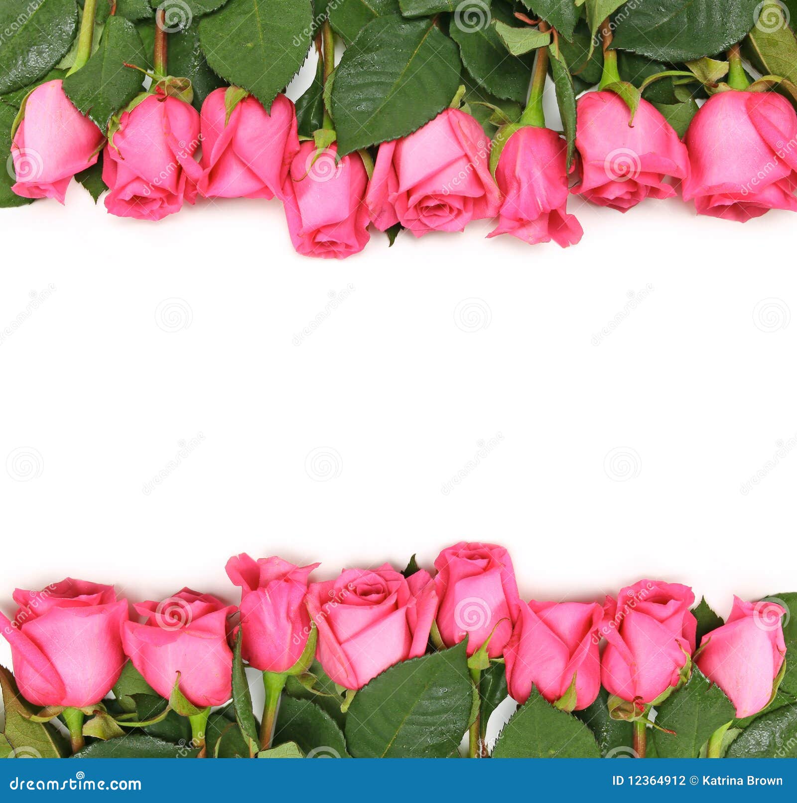 Lined Up Pink Roses on White Stock Photo - Image of fragility, green ...