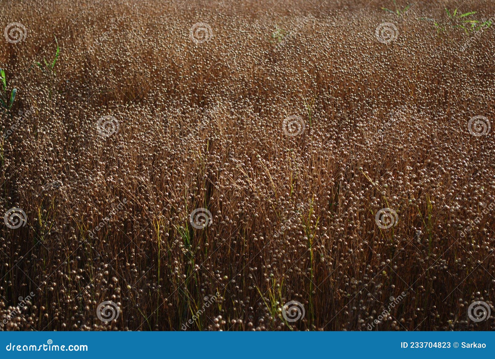 Linen field stock image. Image of agriculture, flax - 233704823