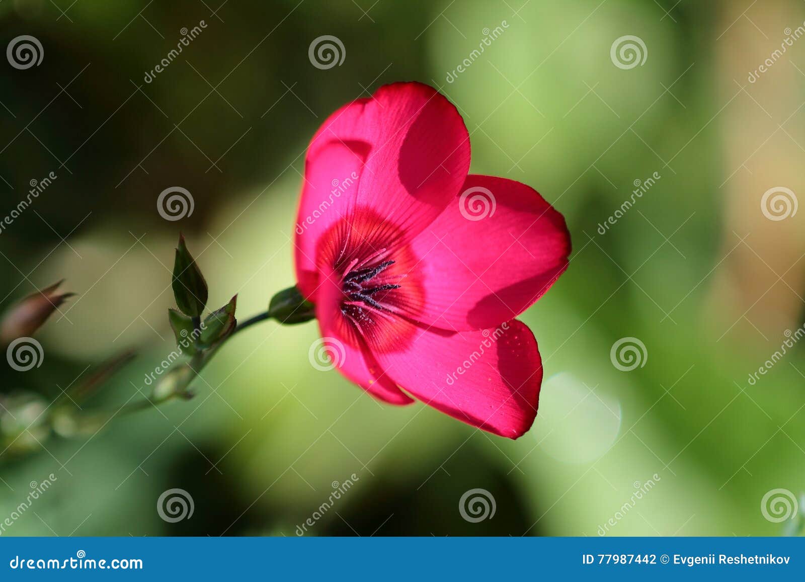 Linen flower stock photo. Image of single, blossom, warm - 77987442