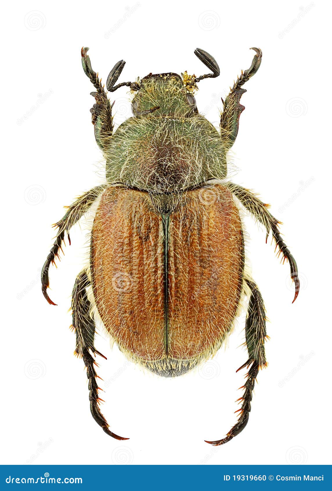 Lineolata de Blitopertha foto de archivo. Imagen de tiro - 19319660