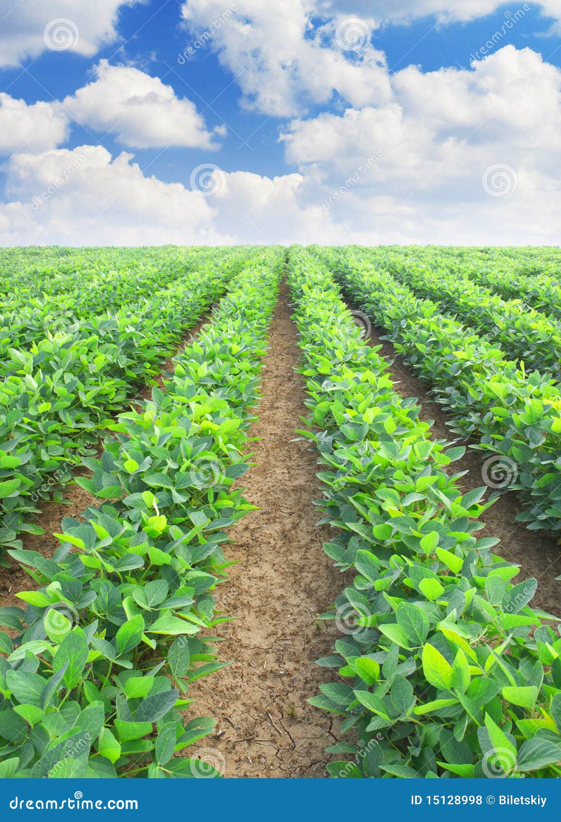 Lines from Agricultural Plants Stock Photo - Image of crop, lines: 15128998