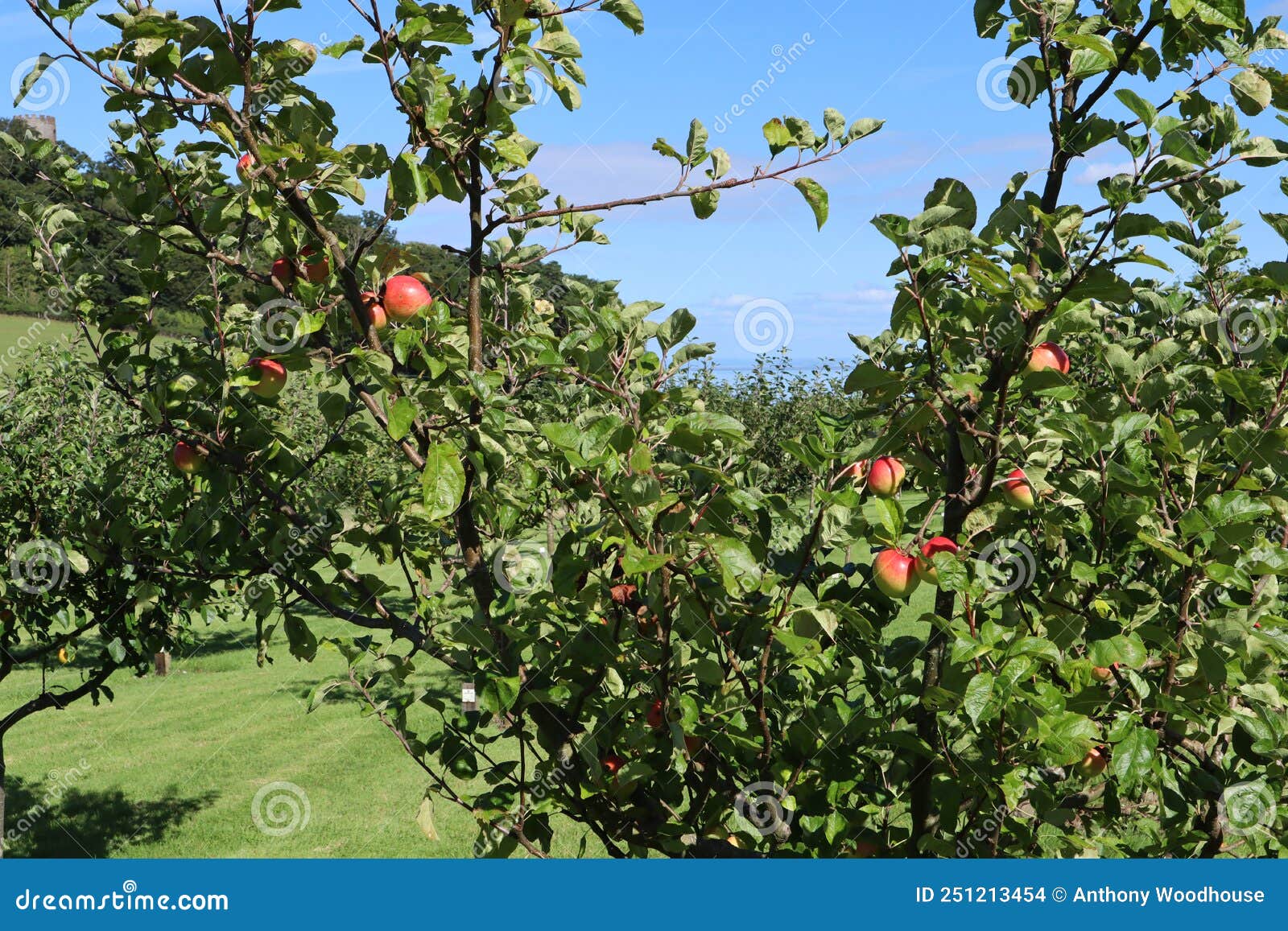 Lines of Apple Trees in an Orchard in Dunster in Somerset,England Stock ...