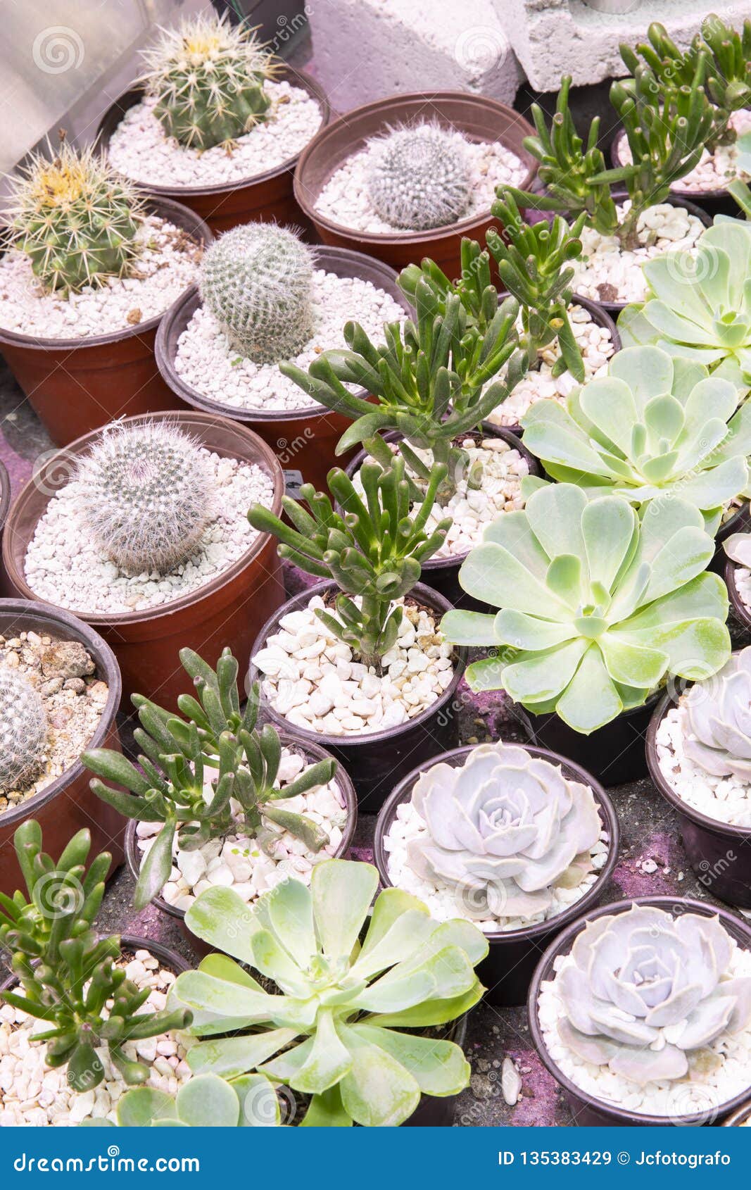 Lines of cactus outside stock image. Image of thorns - 135383429