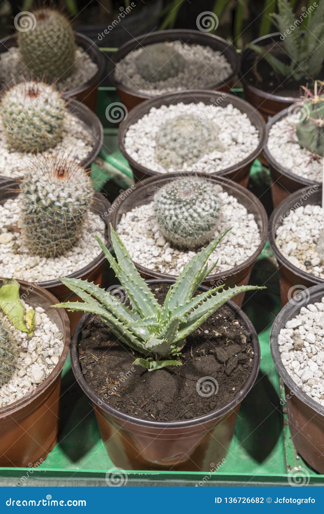 Lines of cactus outside stock photo. Image of pots, plants - 136726682