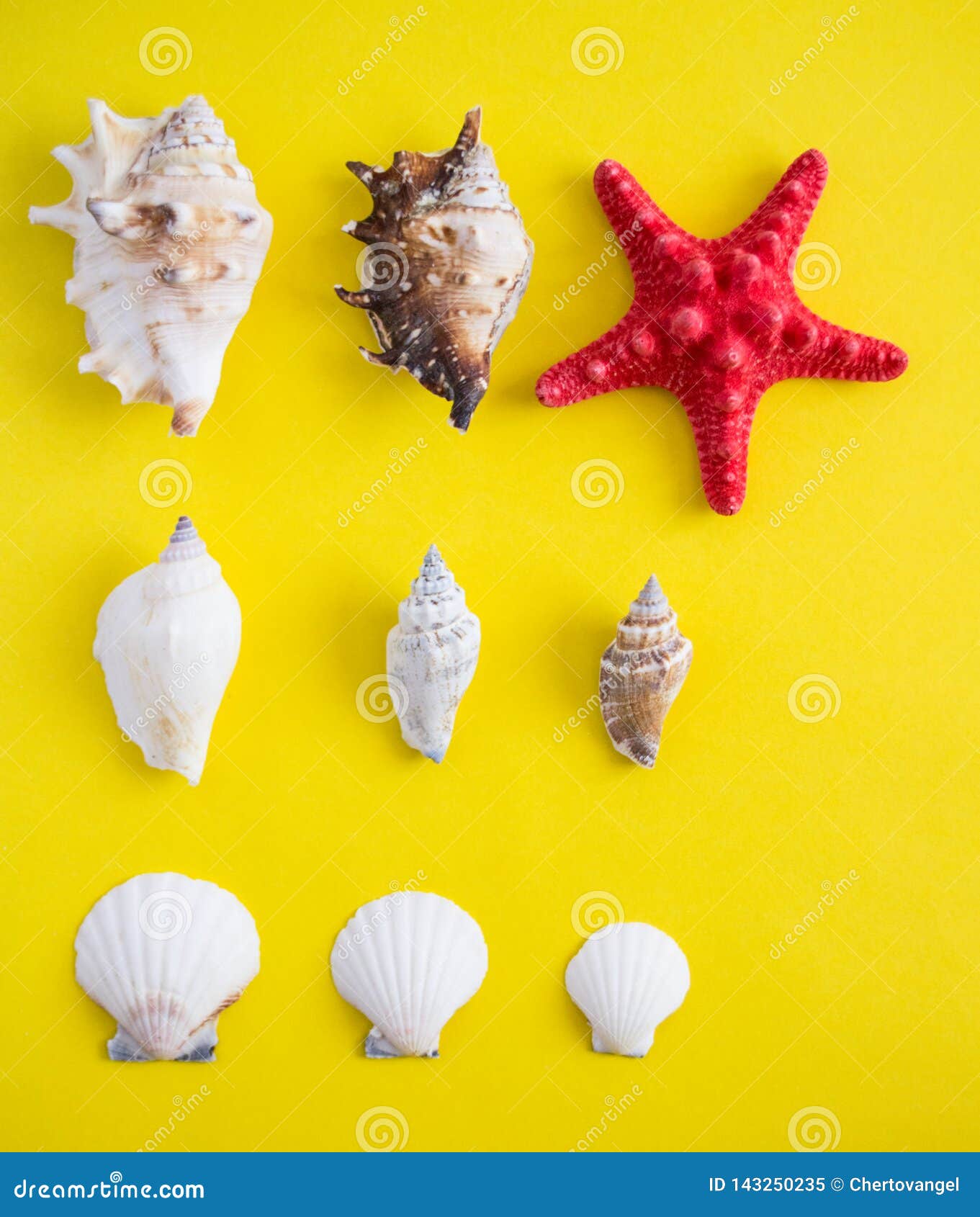 Lines of Different Type of Seashells on Yellow Background Stock Image ...