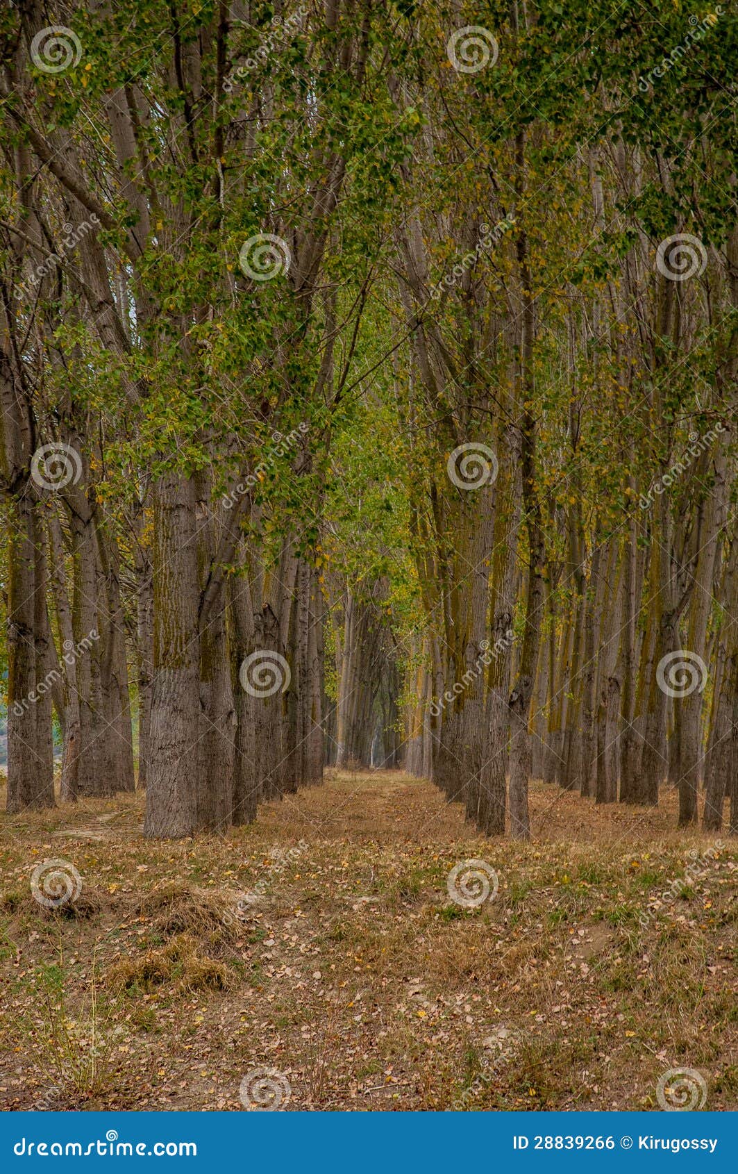 Lines in Forest stock photo. Image of forest, river, autumm - 28839266