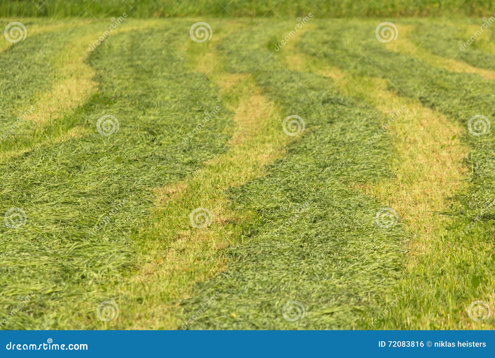 Lines of fresh mowed Hay. stock photo. Image of farming - 72083816