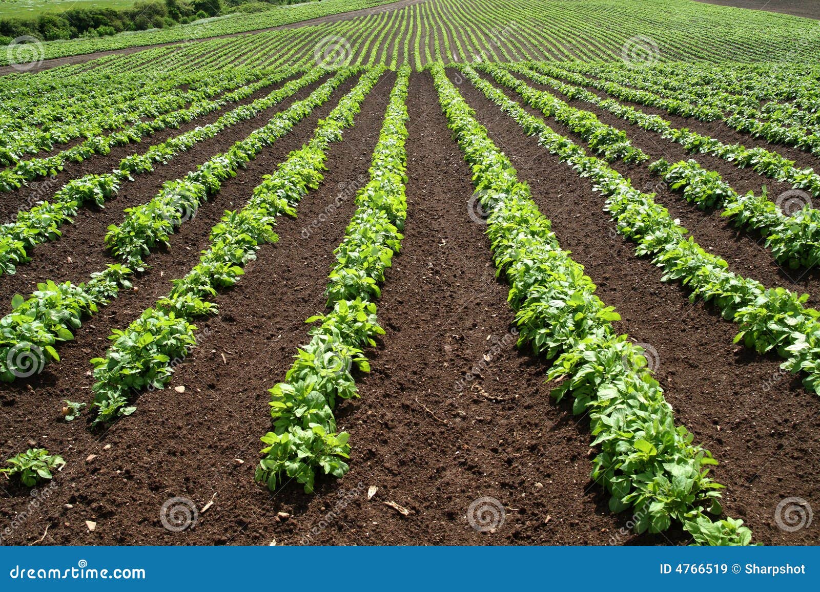 Lines of green vegetables. stock image. Image of foliage - 4766519