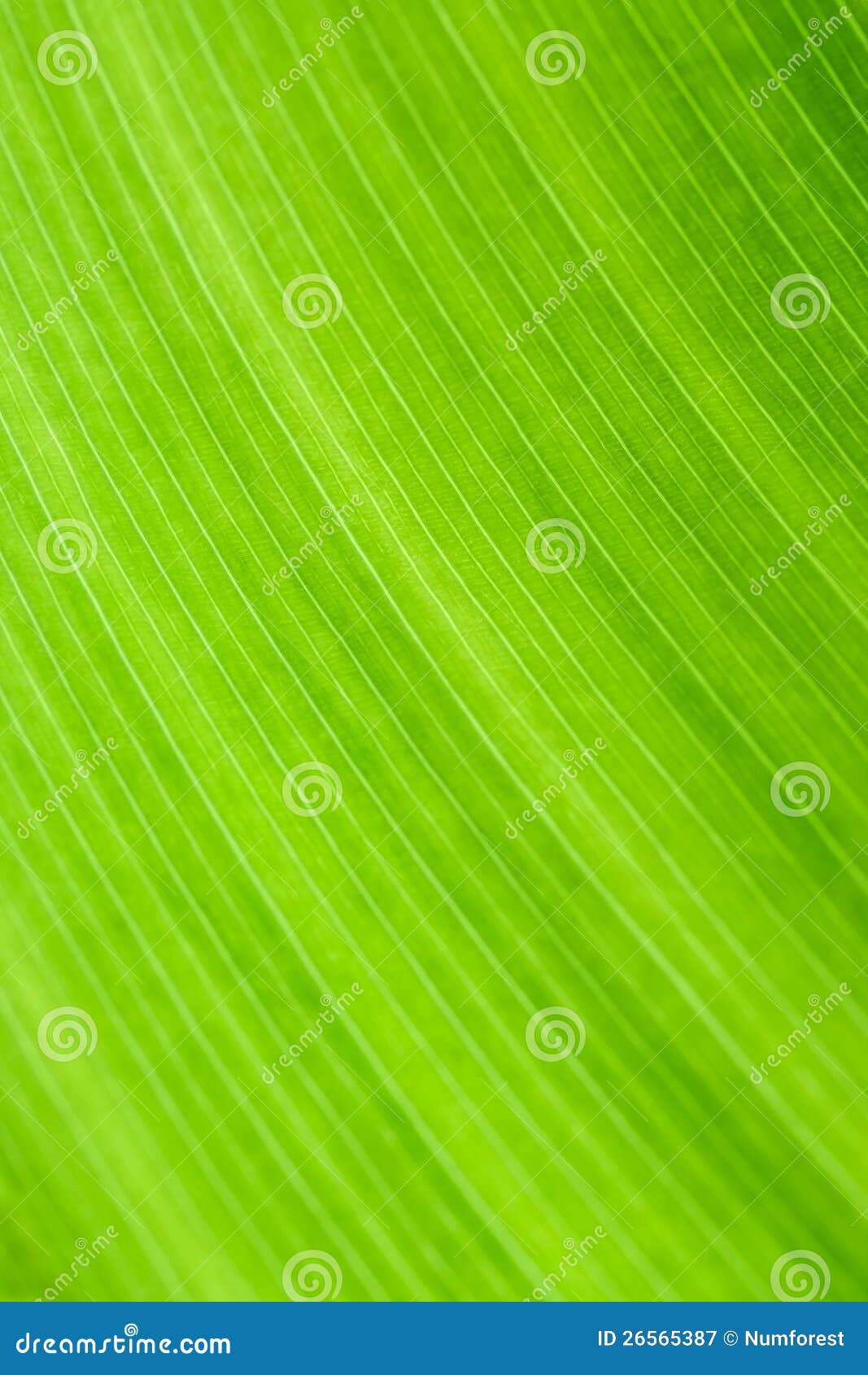 Lines of leaf stock image. Image of plant, natural, color - 26565387