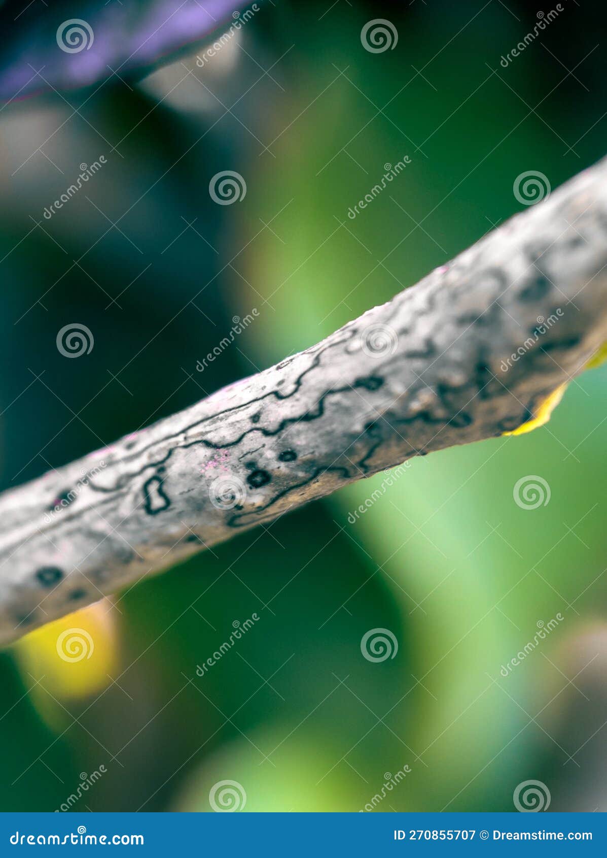 Lines Made on Stem of a Plant Stock Image - Image of nature, stem ...