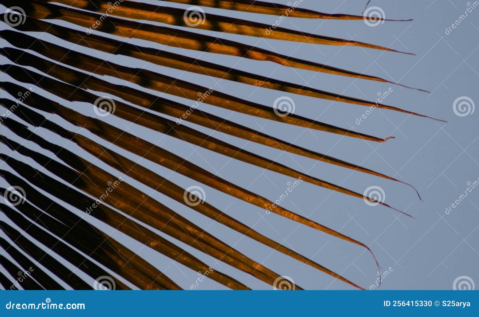 Lines in Nature with Coconut Leaves Stock Photo - Image of design ...