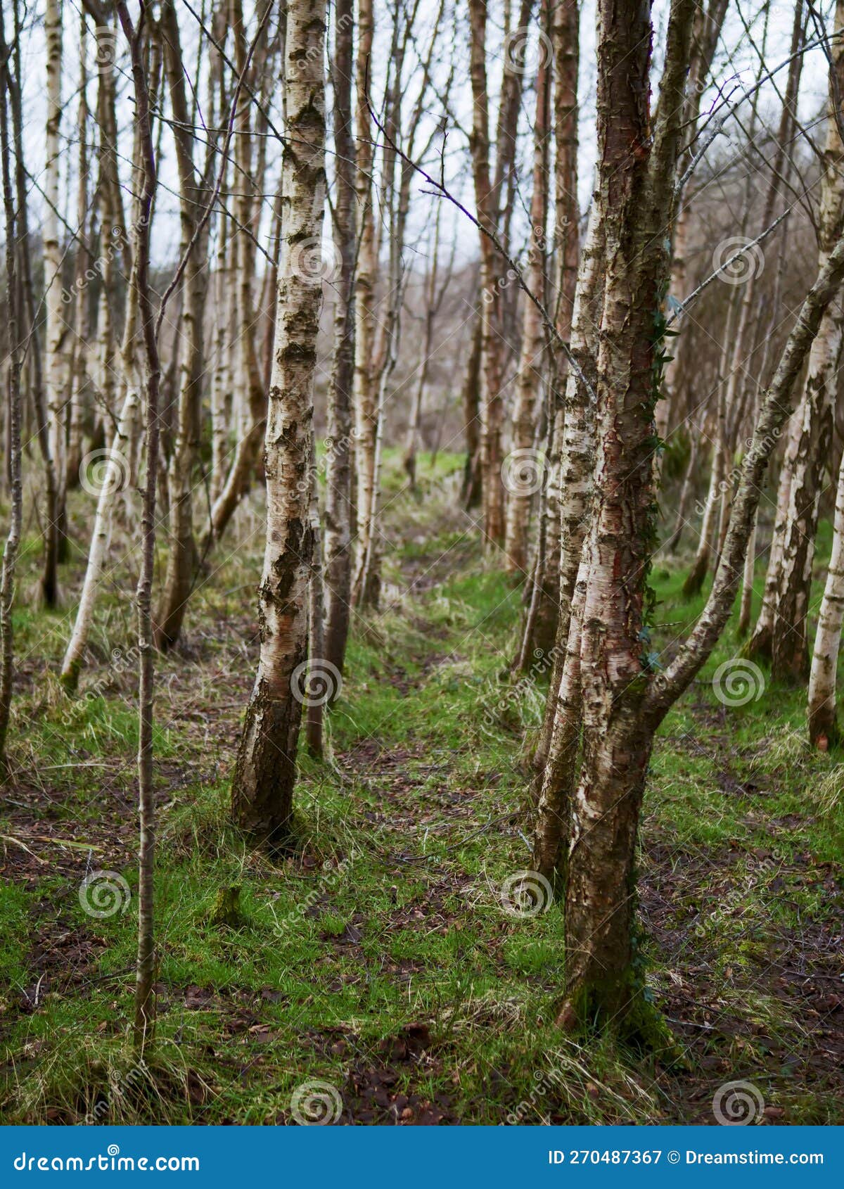 Lines of Planted Young Birch Trees in a Park or Forest. Beautiful Tree ...