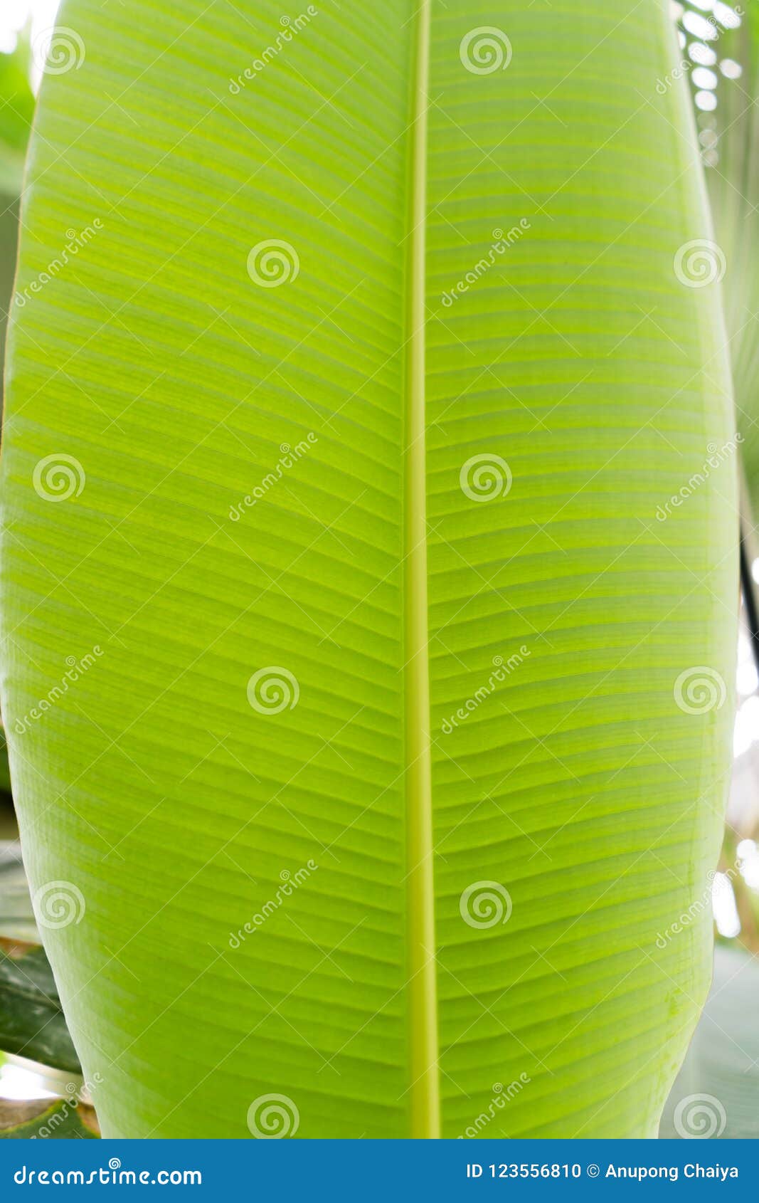 Lines of Rustling Leaves Look Beautiful Against the Light. Stock Photo ...