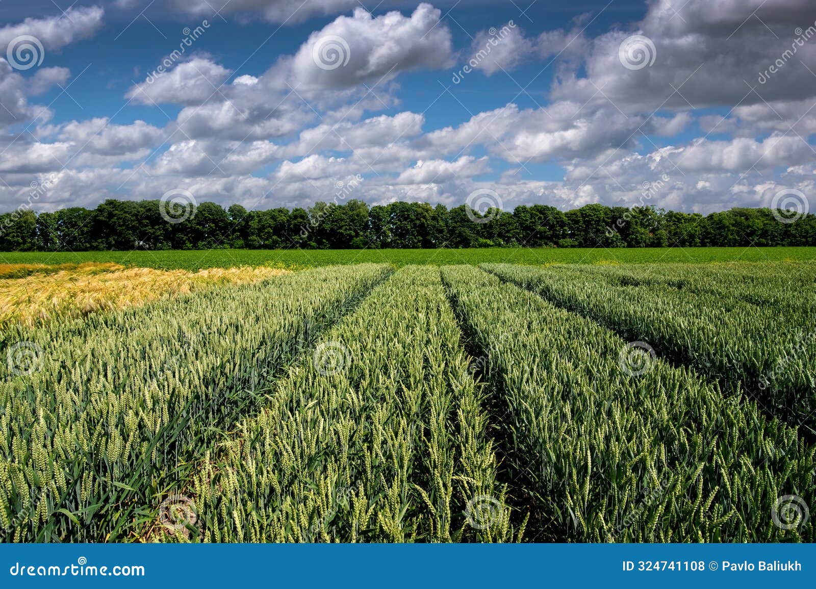 Lines of Sectors of Cereal Crop Wheat Varieties Plantations with Clouds ...