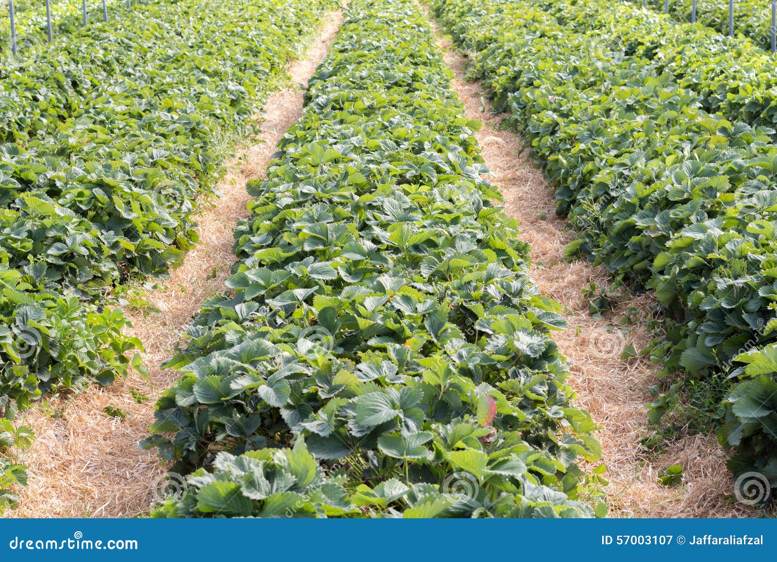 Lines of strawberry bushes stock image. Image of grocer - 57003107