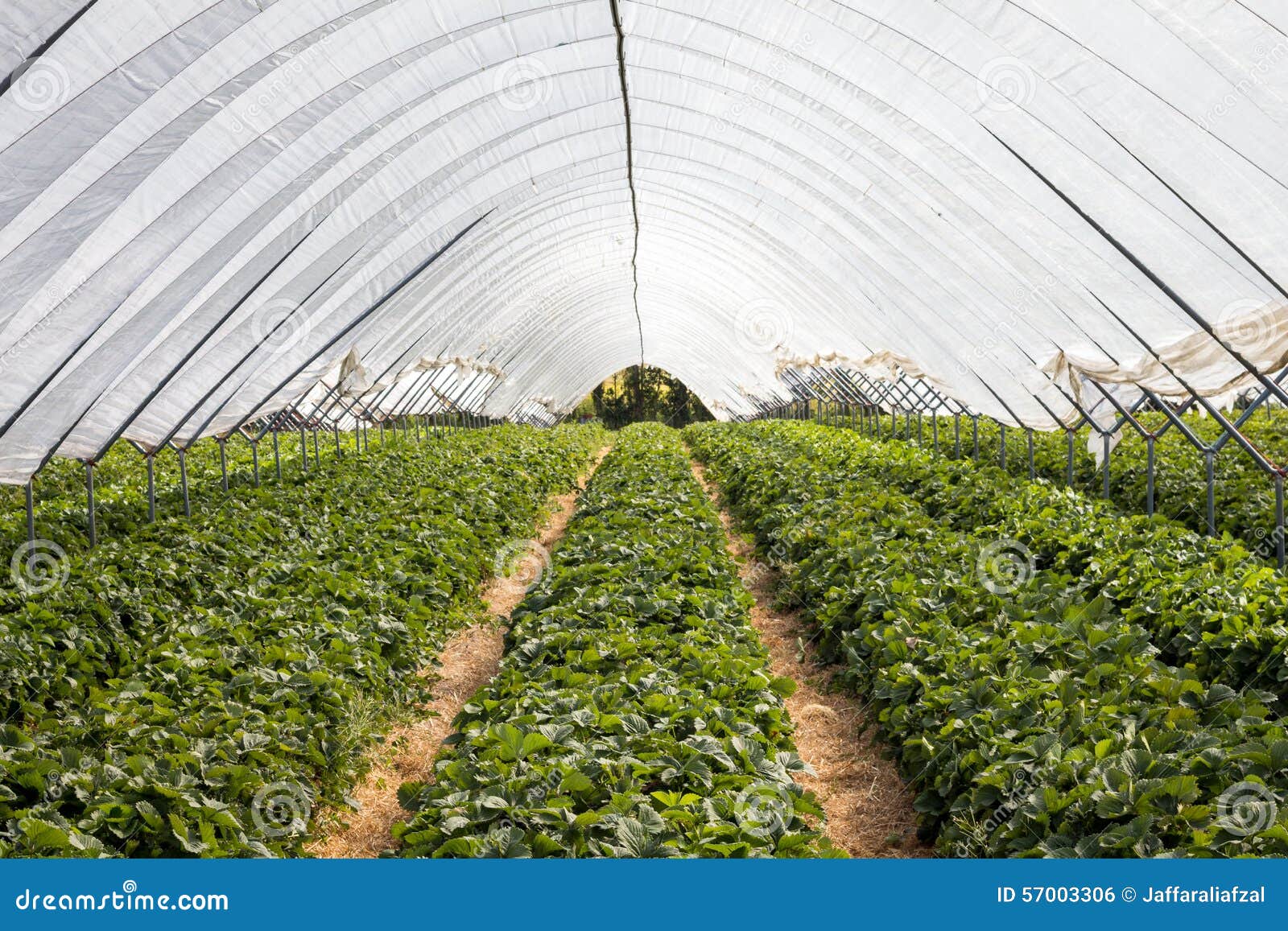 Lines of strawberry bushes stock photo. Image of fruit - 57003306
