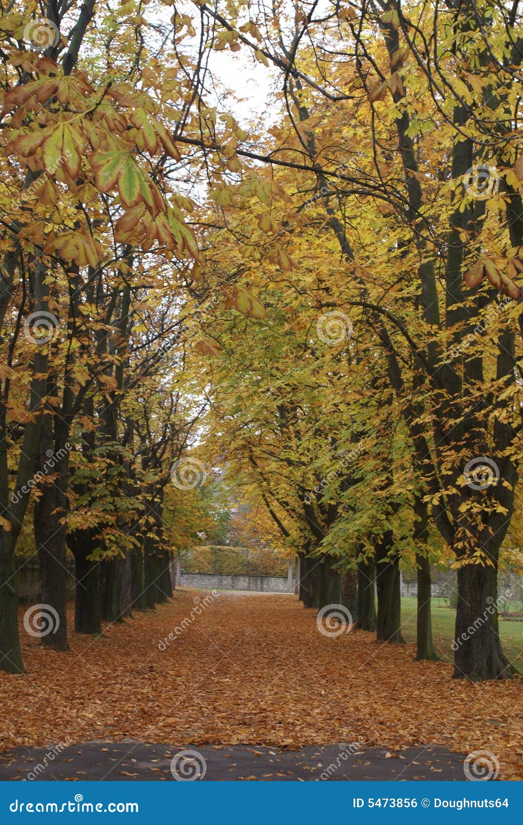 Lines of Trees in Autumn Along a Leaf-covered Path Stock Photo - Image ...