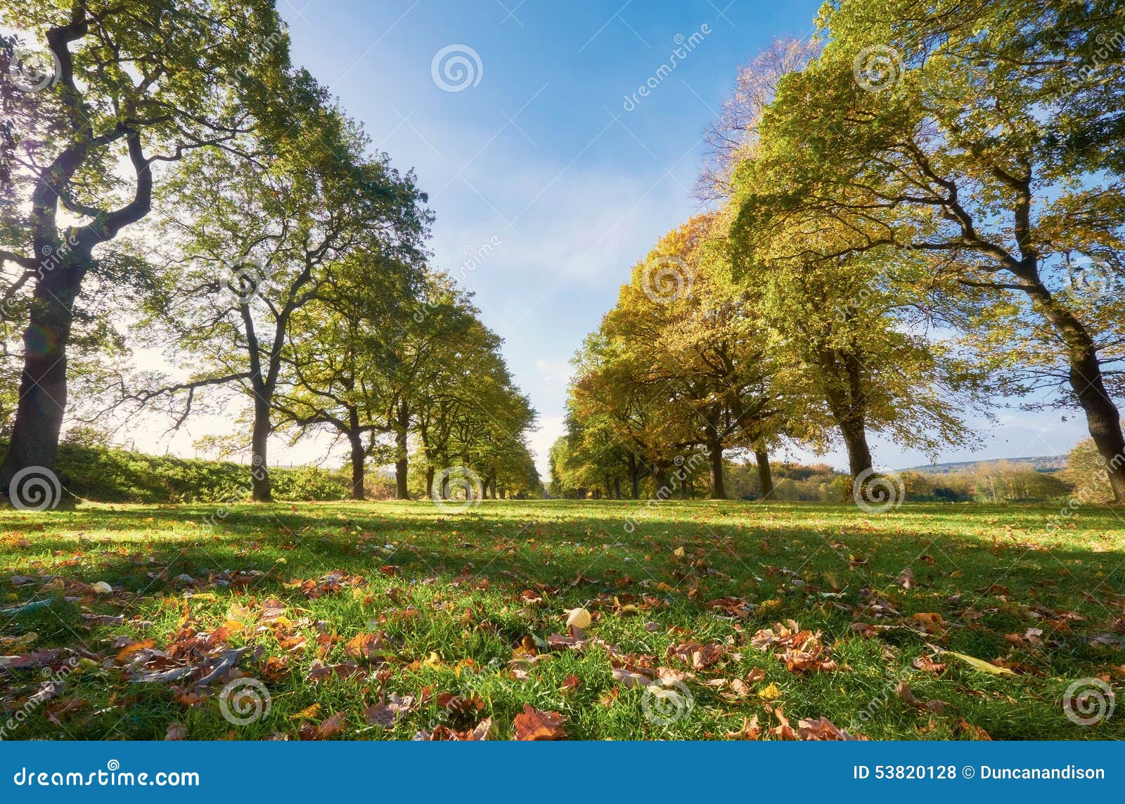Lines of Trees in the English Countryside Stock Photo - Image of leaves ...