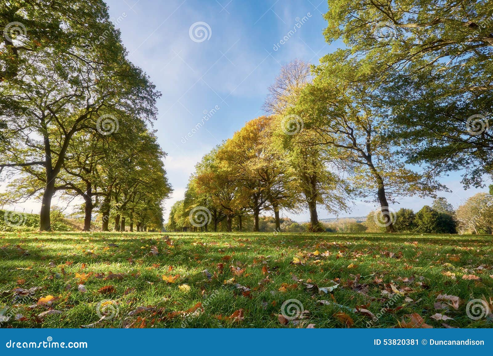 Lines of Trees in the English Countryside Stock Image - Image of ...