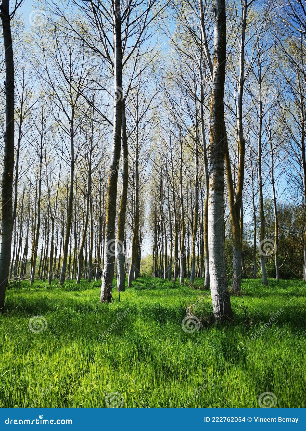 Lines of trees in a meadow stock photo. Image of green - 222762054