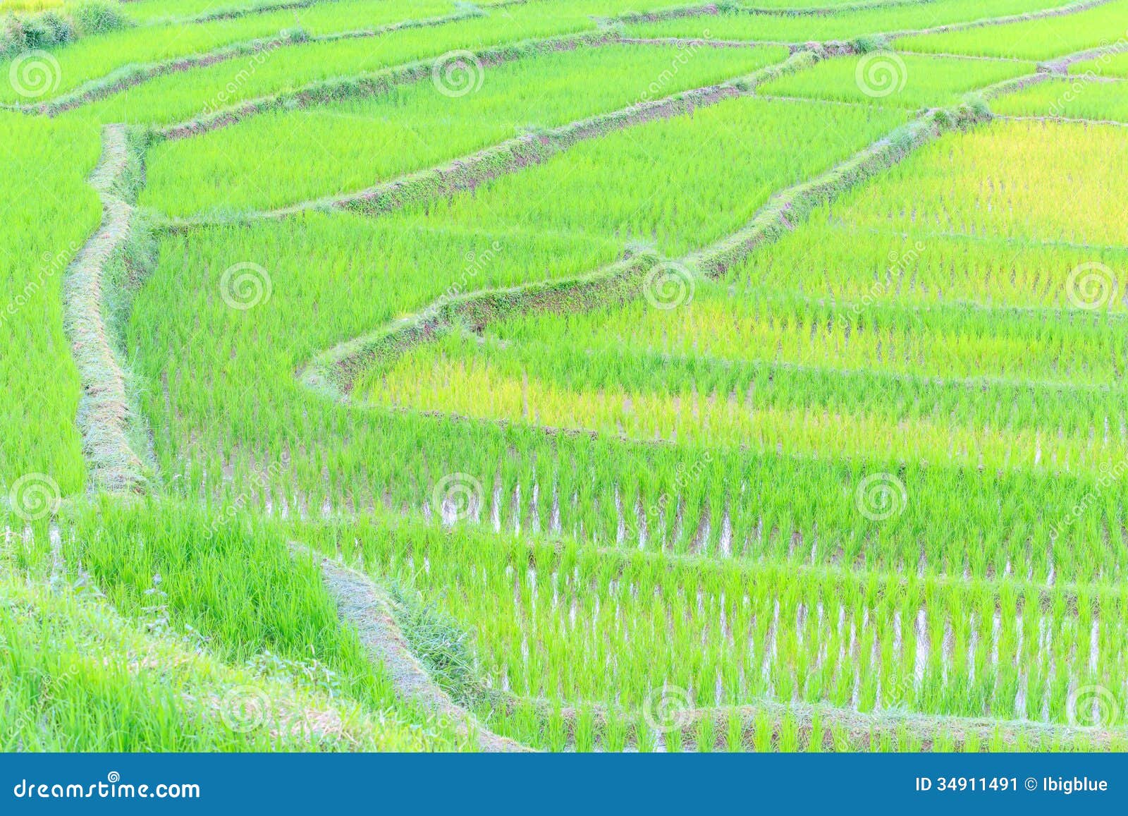 Lines and way of farm stock image. Image of green, cultivation - 34911491