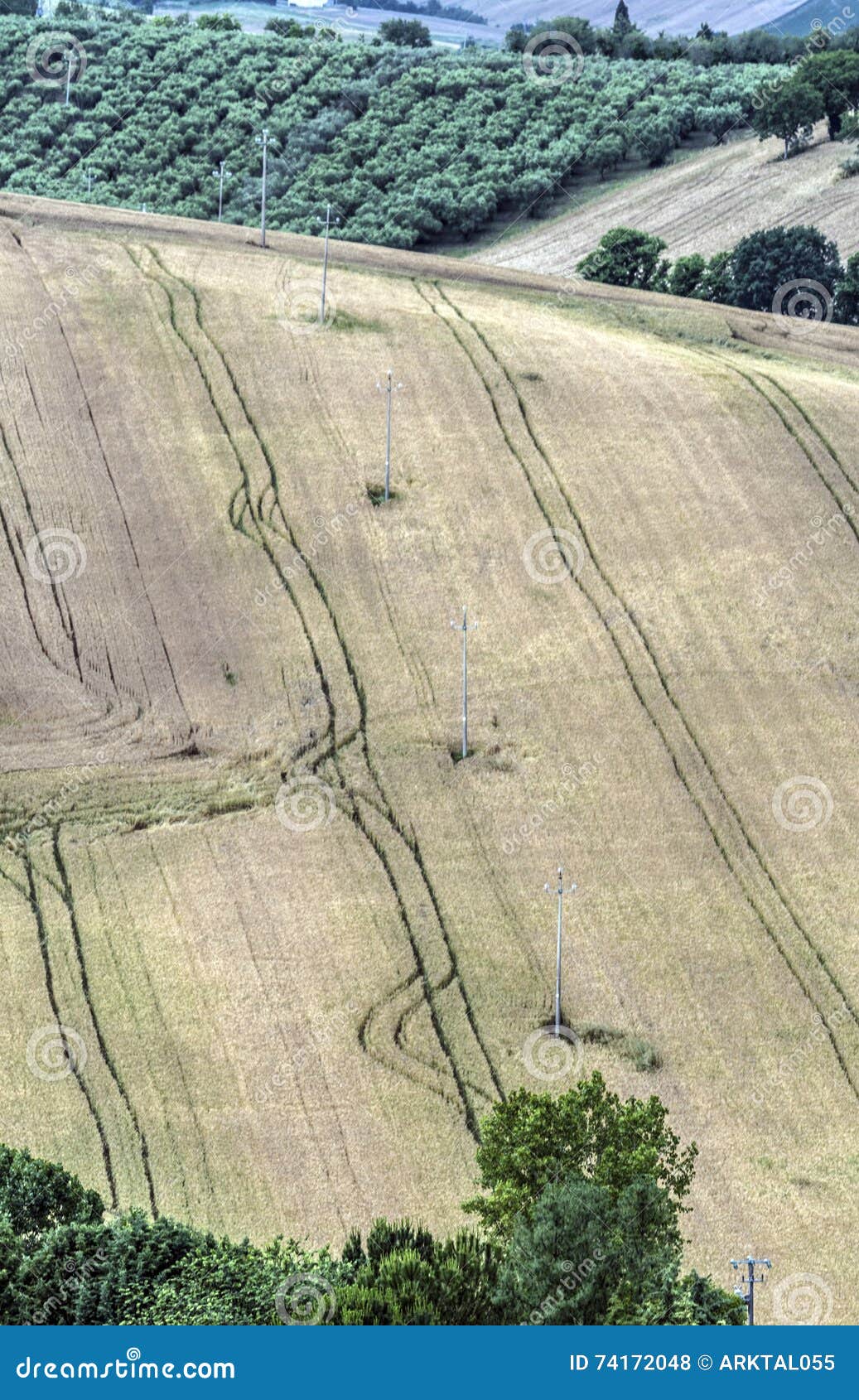 Lines on wheat fields stock photo. Image of growth, cycle - 74172048
