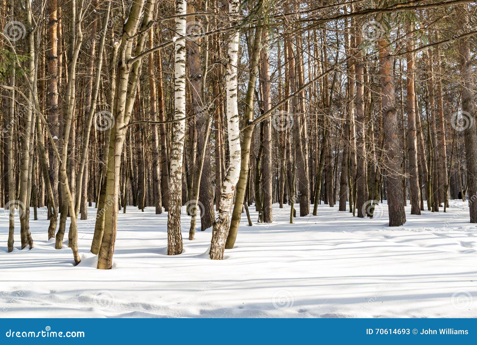 Lines of Winter Tree Trunks in a Park in White Snow Stock Image - Image ...