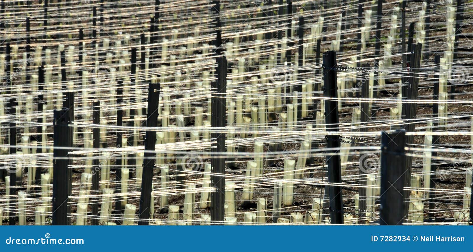 Lines of wires in vineyard stock photo. Image of tutor - 7282934