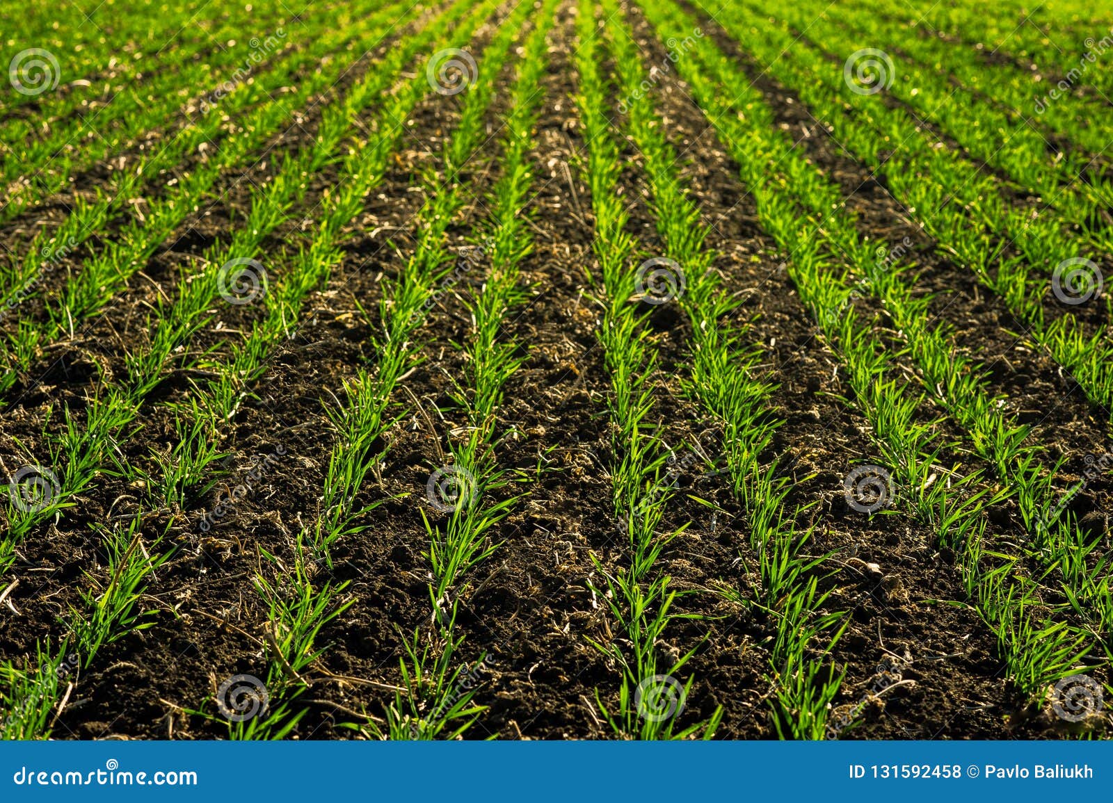 Lines of Young Corn Shoots on Field Stock Photo - Image of field ...