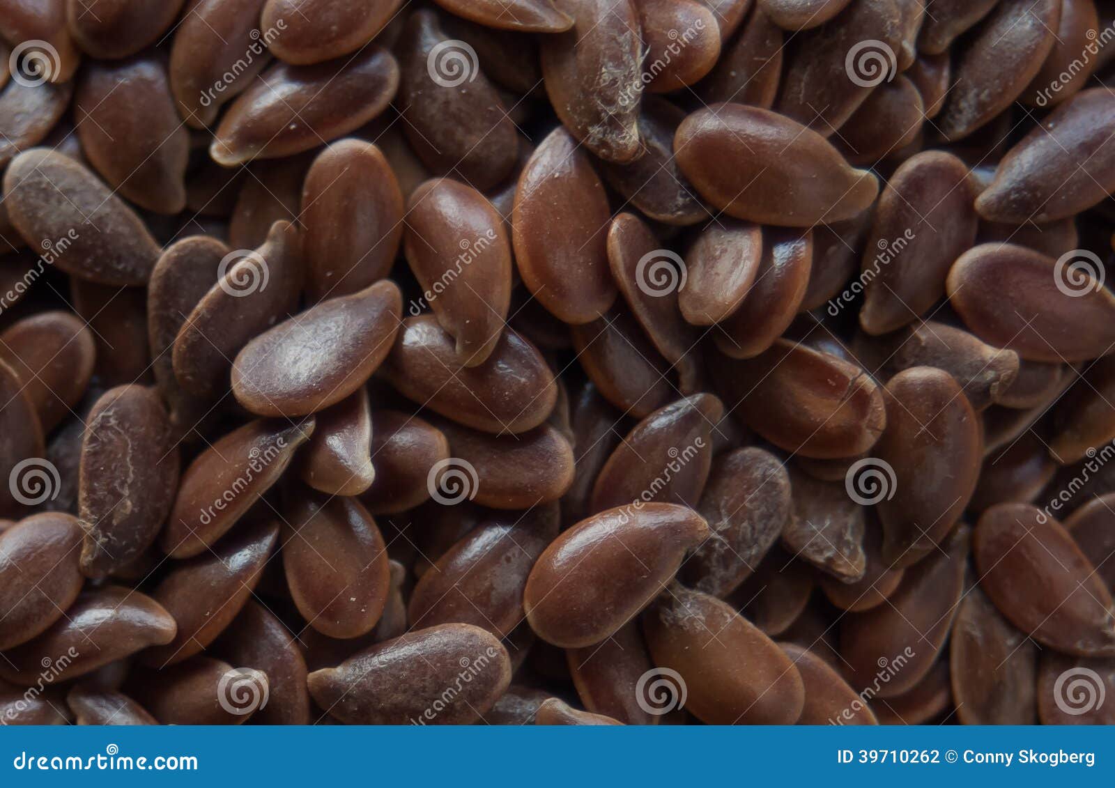 Lineseed closeup stock photo. Image of seed, usitatissimum - 39710262