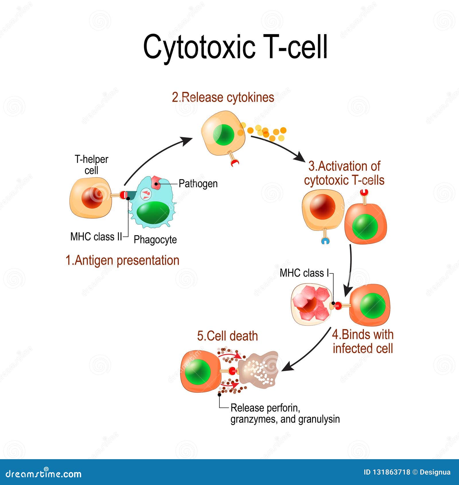 Linfocito T citotóxico ilustración del vector. Ilustración de inmune ...