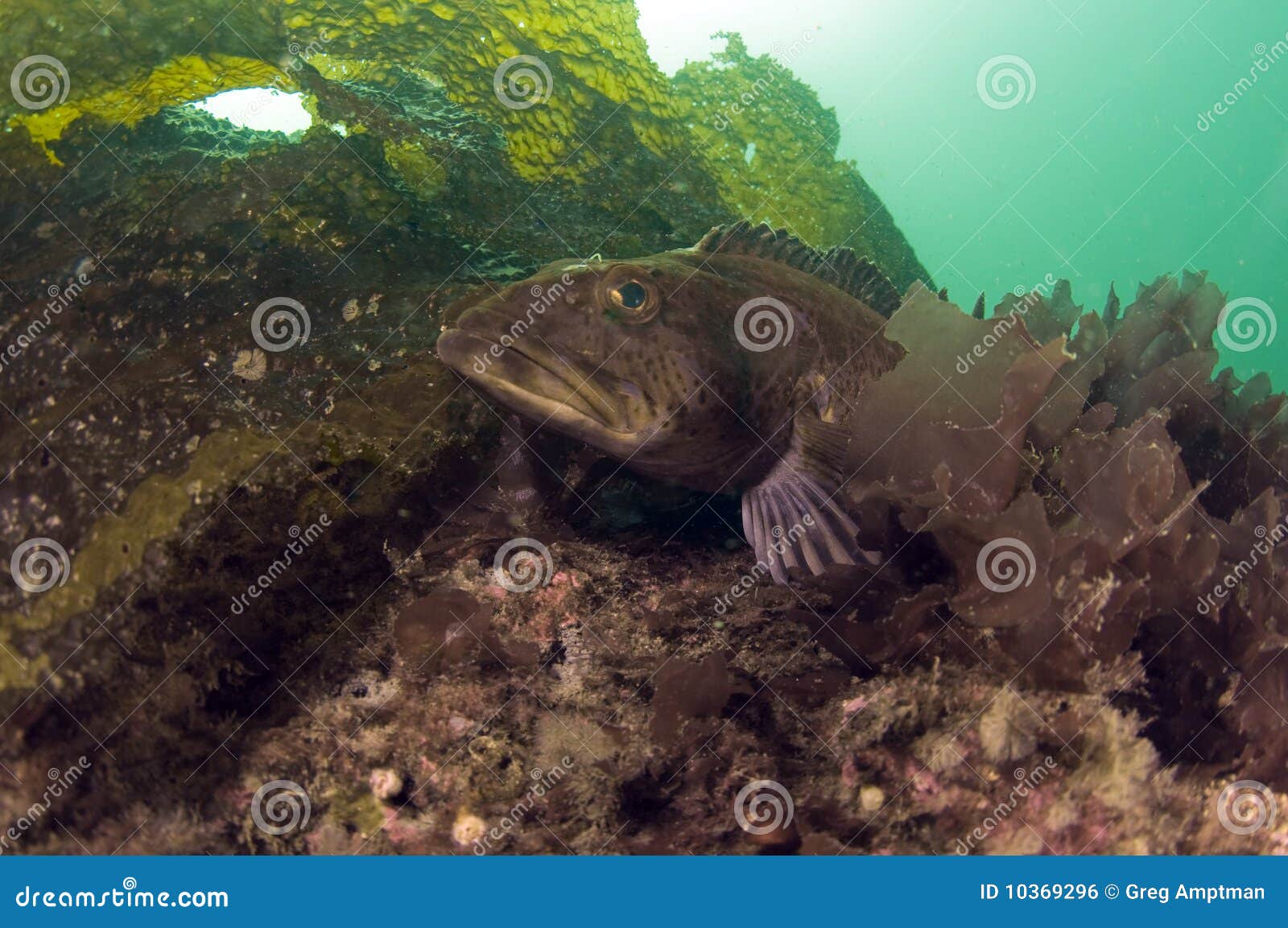 Ling Cod stock photo. Image of elongatus, predator, color - 10369296