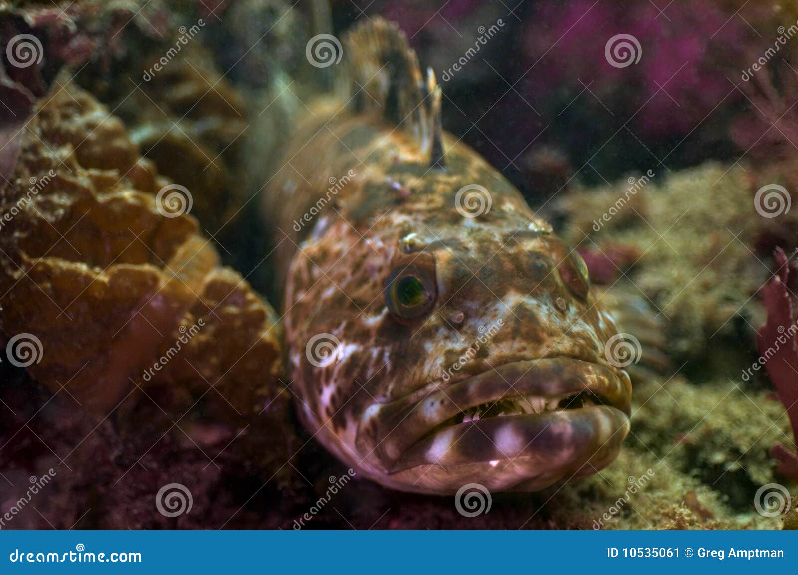 Ling Cod stock image. Image of sound, nature, predator - 10535061