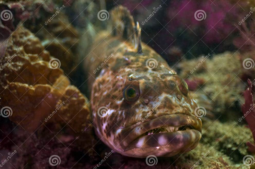 Ling Cod stock image. Image of sound, nature, predator - 10535061