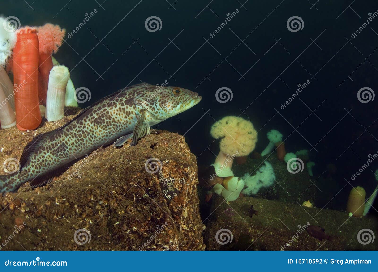 Ling Cod stock photo. Image of life, greenlng, fish, reef - 16710592
