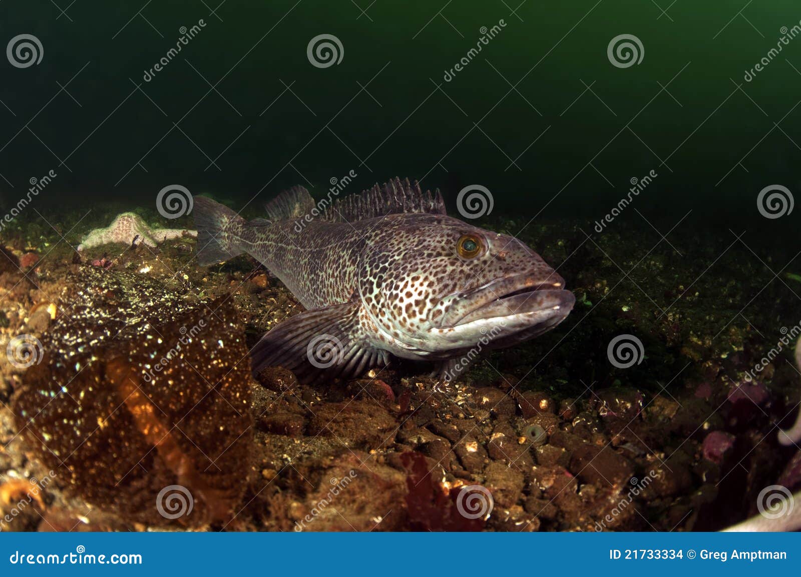 Ling Cod stock photo. Image of underworld, tourism, animal - 21733334