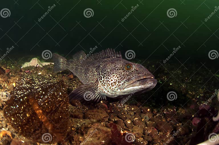 Ling Cod stock photo. Image of underworld, tourism, animal - 21733334
