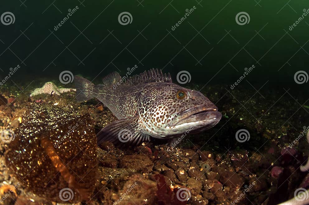 Ling Cod stock photo. Image of underworld, tourism, animal - 21733334