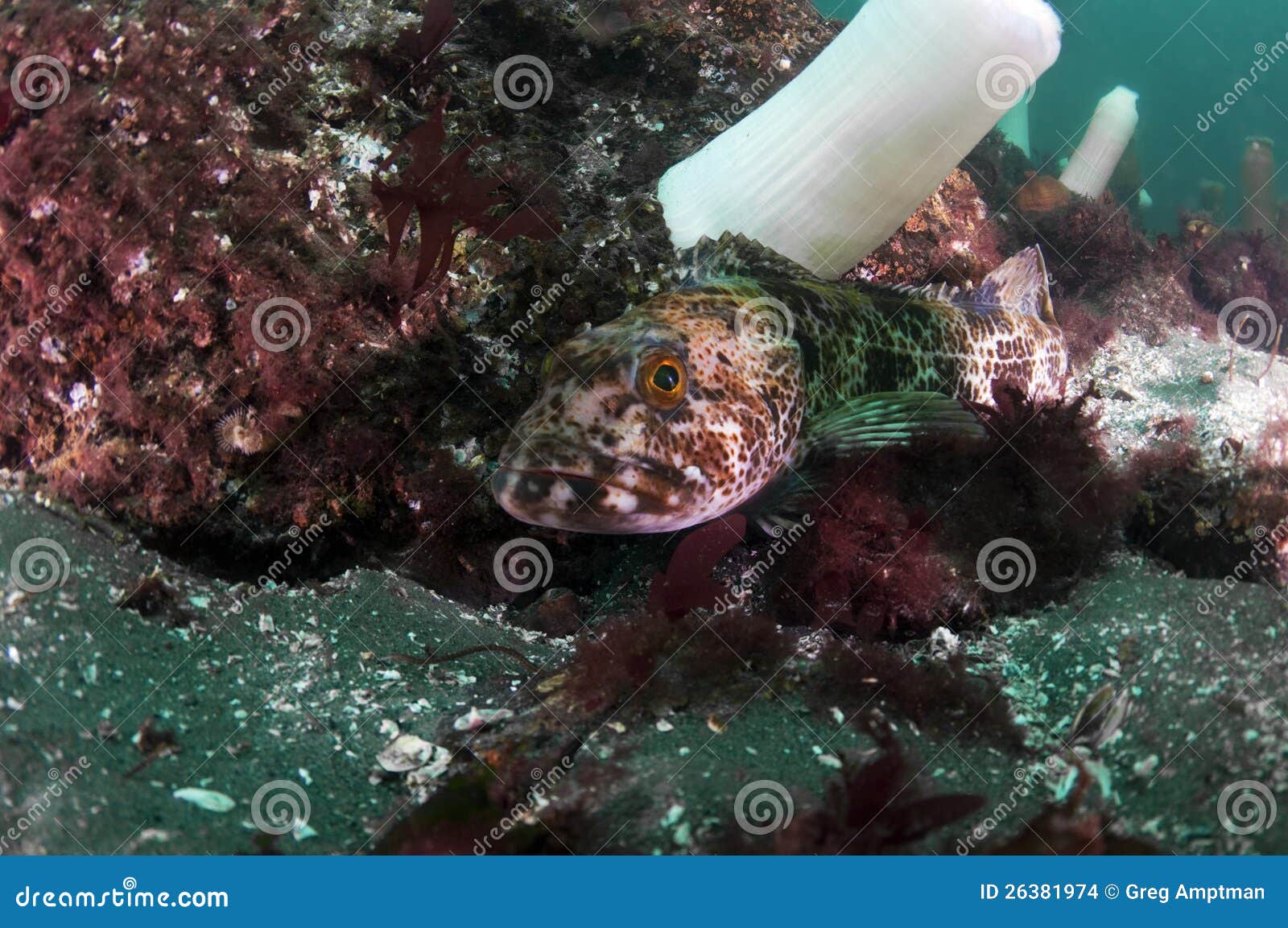 Ling Cod stock photo. Image of fauna, sand, beach, ocean - 26381974