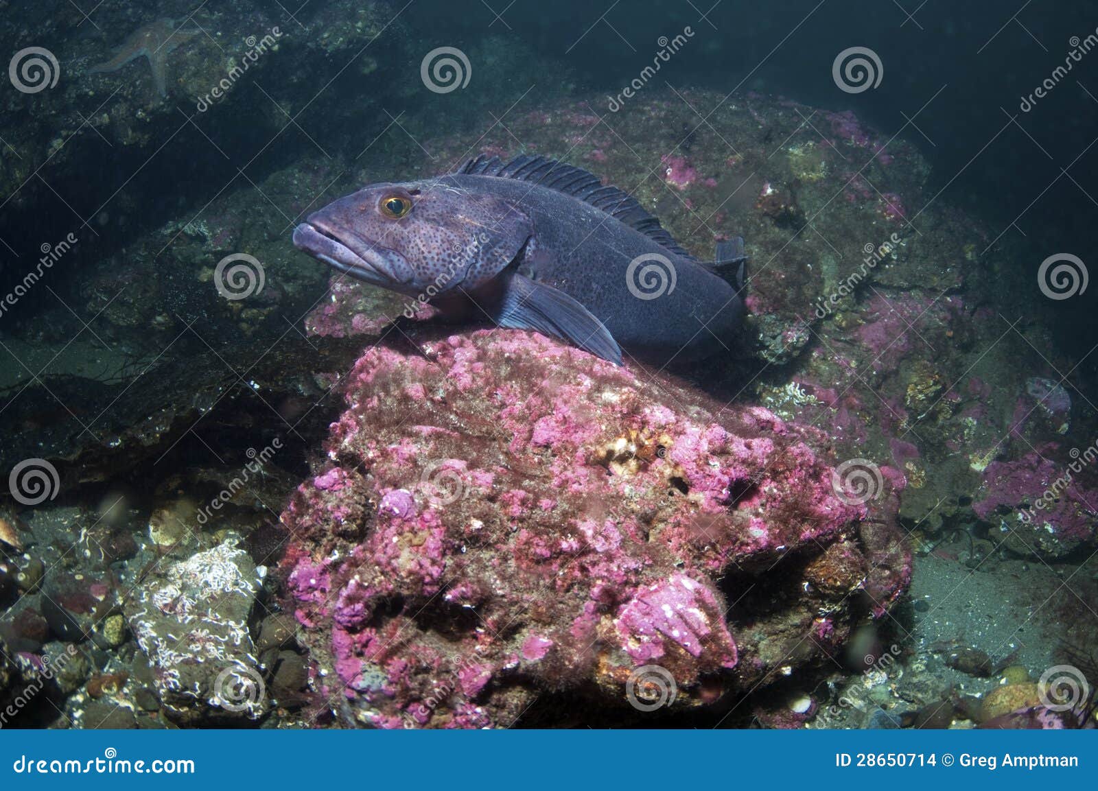 Ling Cod stock photo. Image of wildlife, life, undersea - 28650714